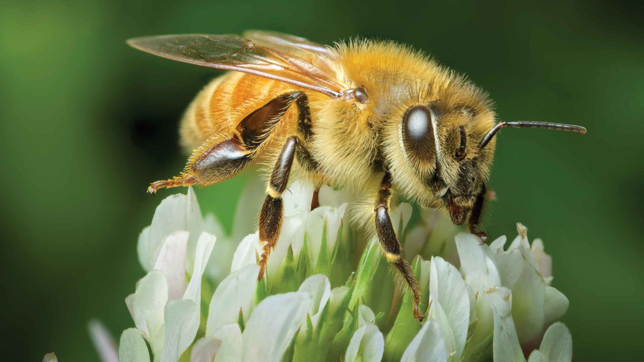 The Humble Honeybee - Grapevine Magazine